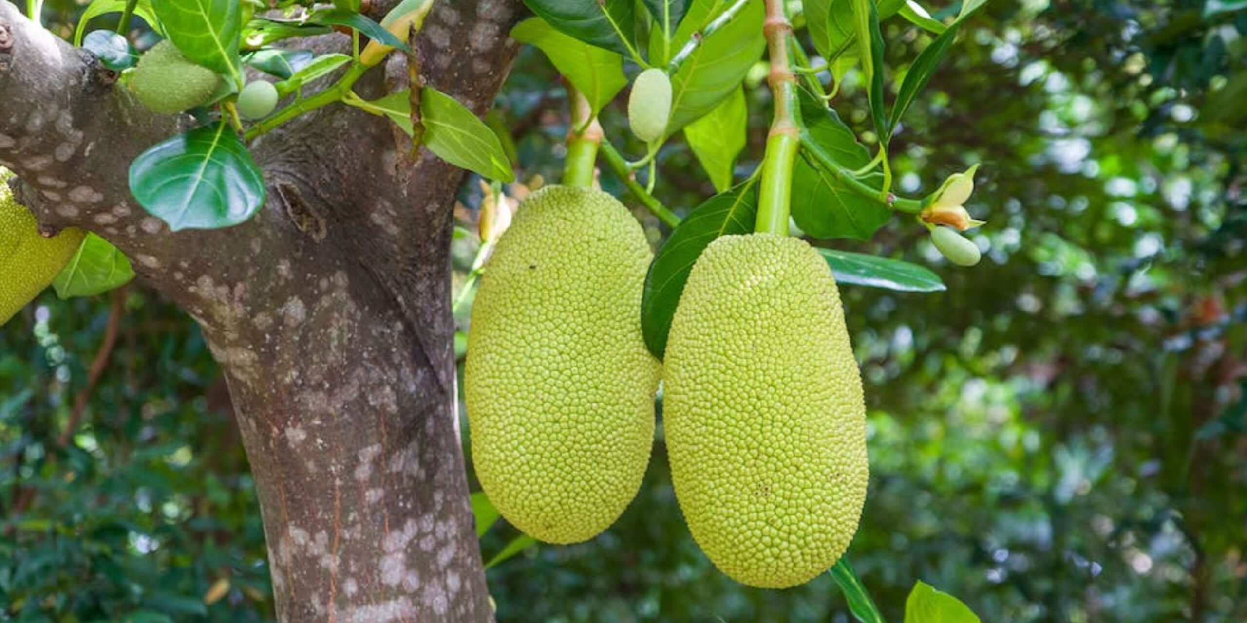 A Versatilidade da Jaca - Alimentos do Amanhã